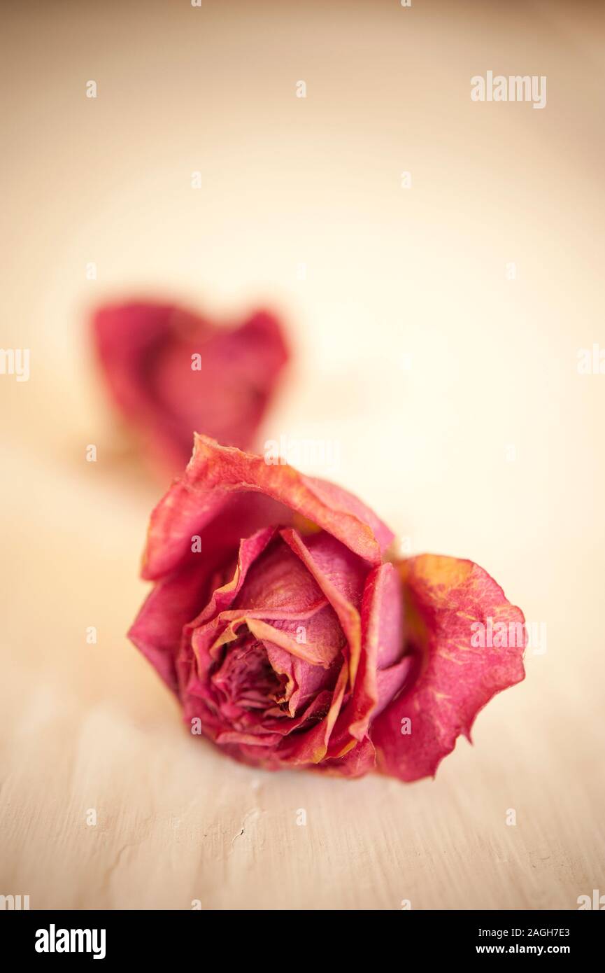 Two roses hi-res stock photography and images - Alamy