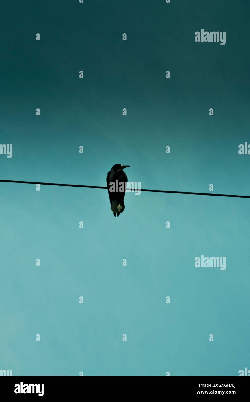black crow sitting on a wire Stock Photo - Alamy