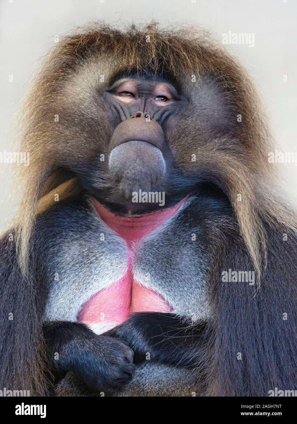Gelada Baboon Theropithecus gelada adult male (captive Stock Photo - Alamy