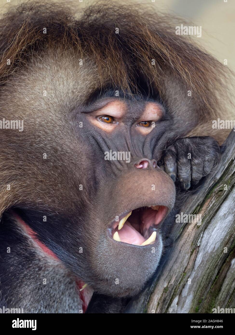 Gelada Baboon Theropithecus gelada adult male (captive Stock Photo - Alamy