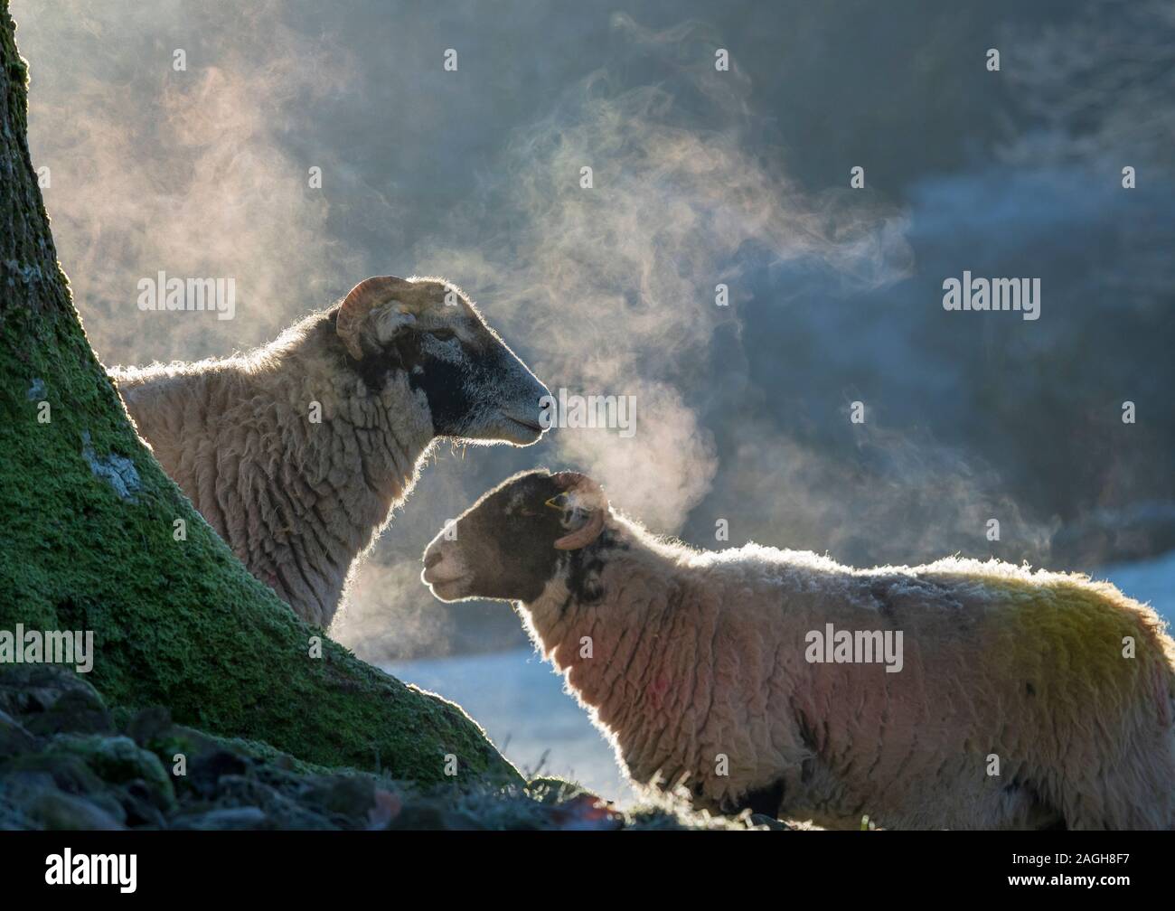 Swaledale sheep in early morning sub-zero temperature and sunlight at ...