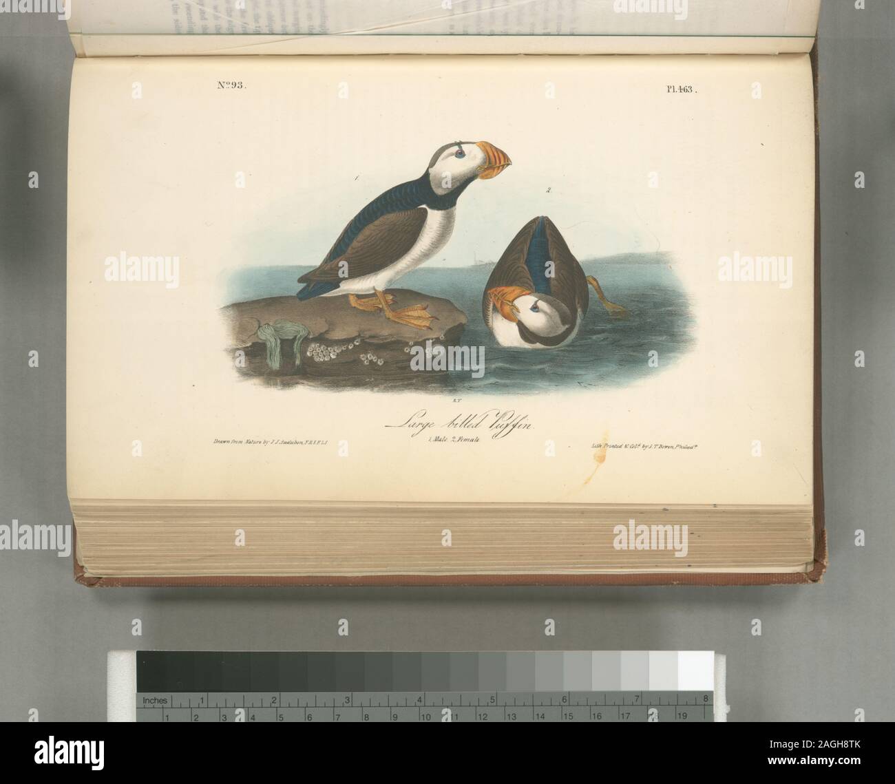 Mormon glacialis.; Large-billed Puffin. 1. Male. 2 Female Stock Photo ...