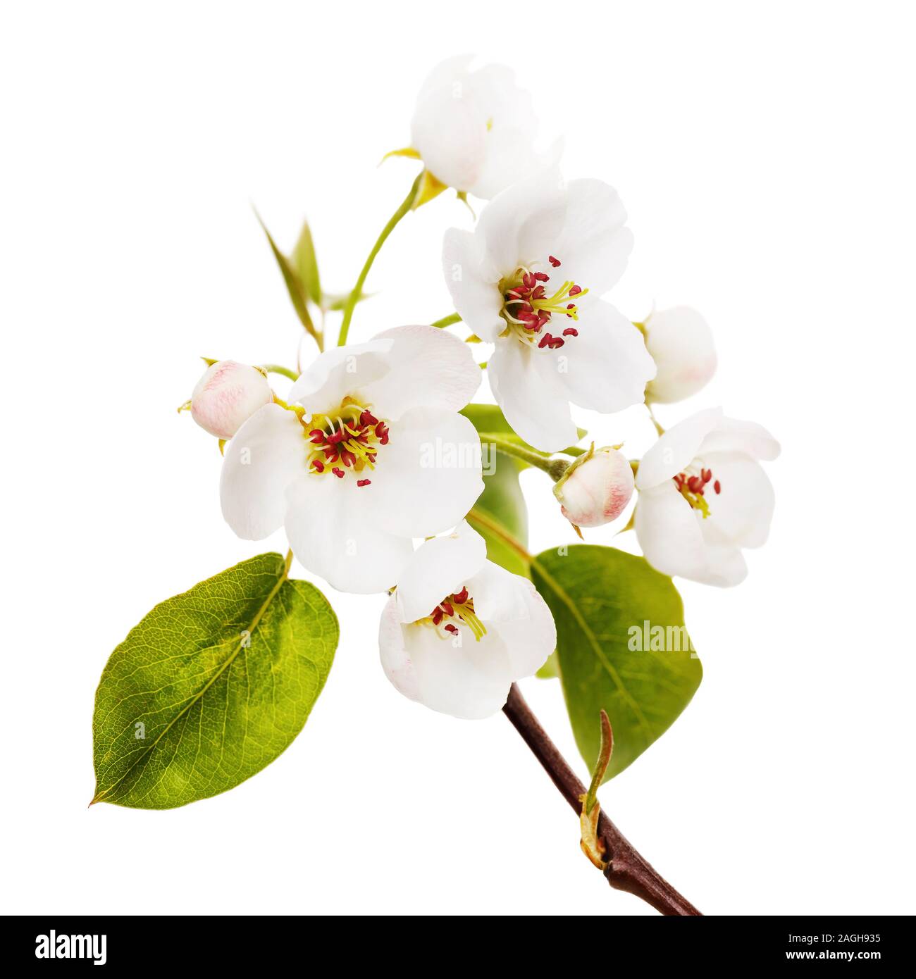 Blooming branch apple tree on Cut Out Stock Images & Pictures - Alamy