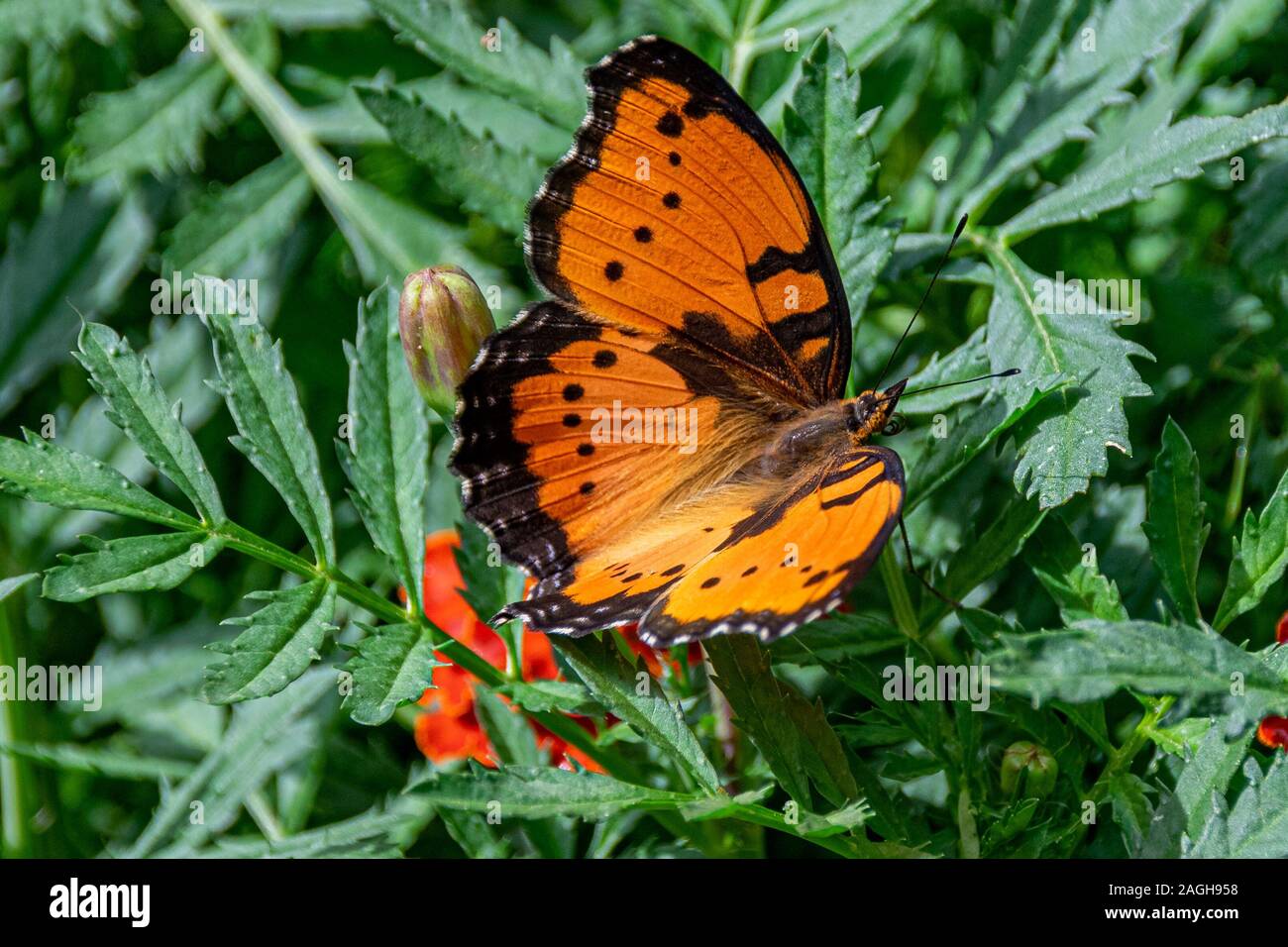 Précis octavia octavia hi-res stock photography and images - Alamy