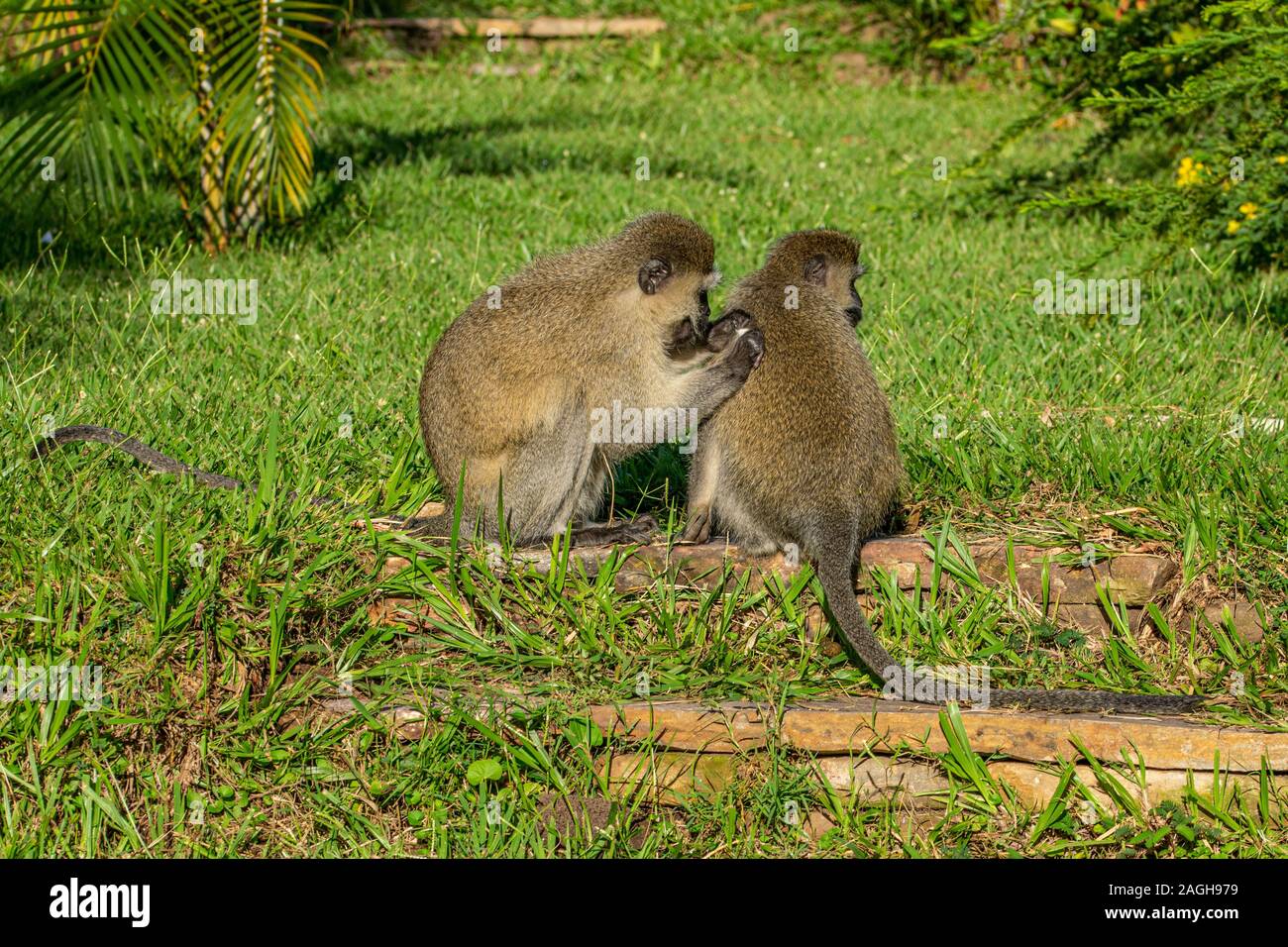 Vervet monkey (Chlorocebus pygerythrus Stock Photo - Alamy