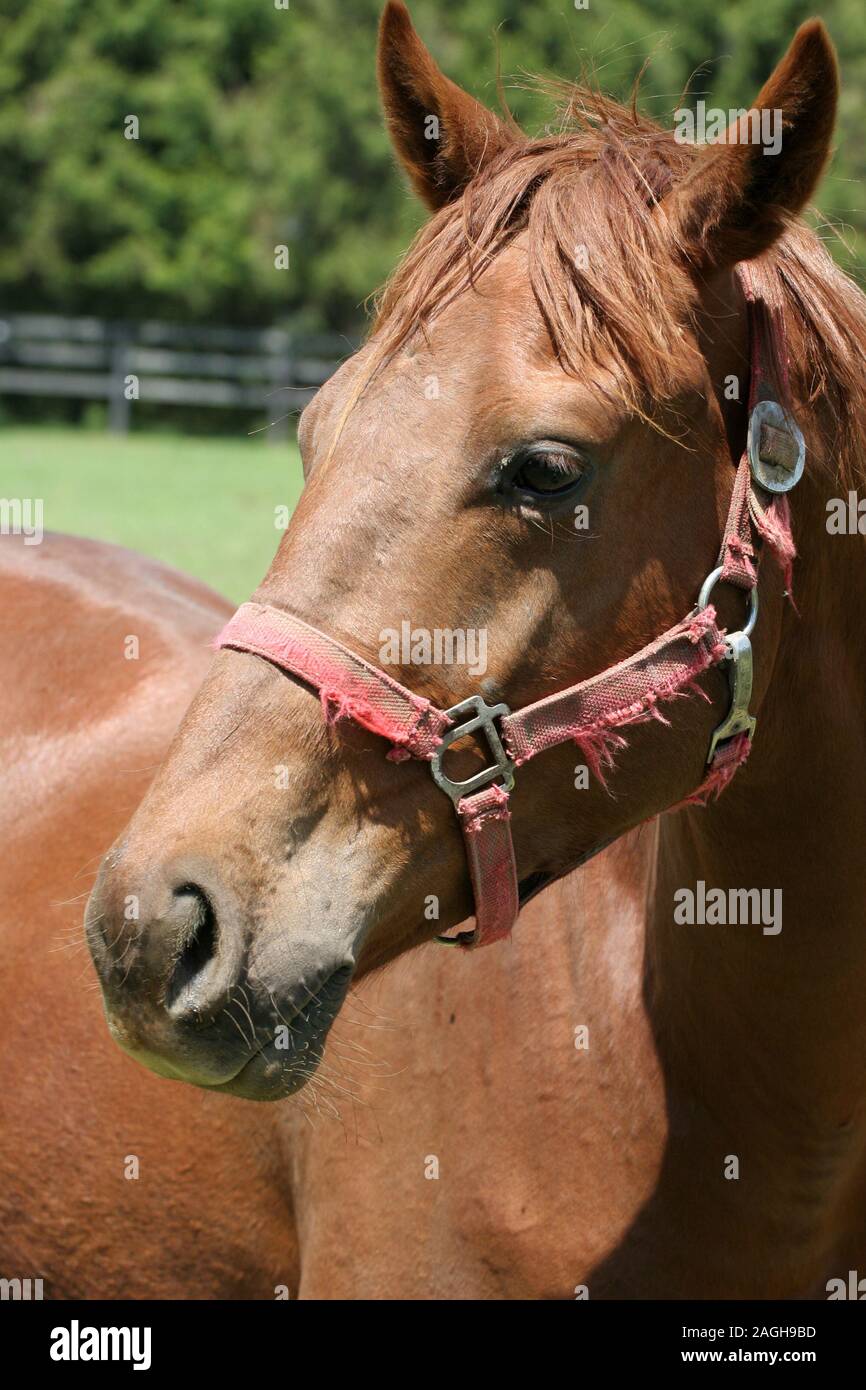 Horse breeding thoroughbred hi-res stock photography and images - Alamy
