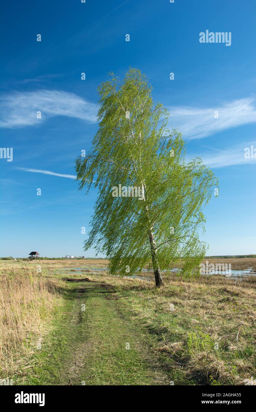 Sky and tall tree hi-res stock photography and images - Alamy
