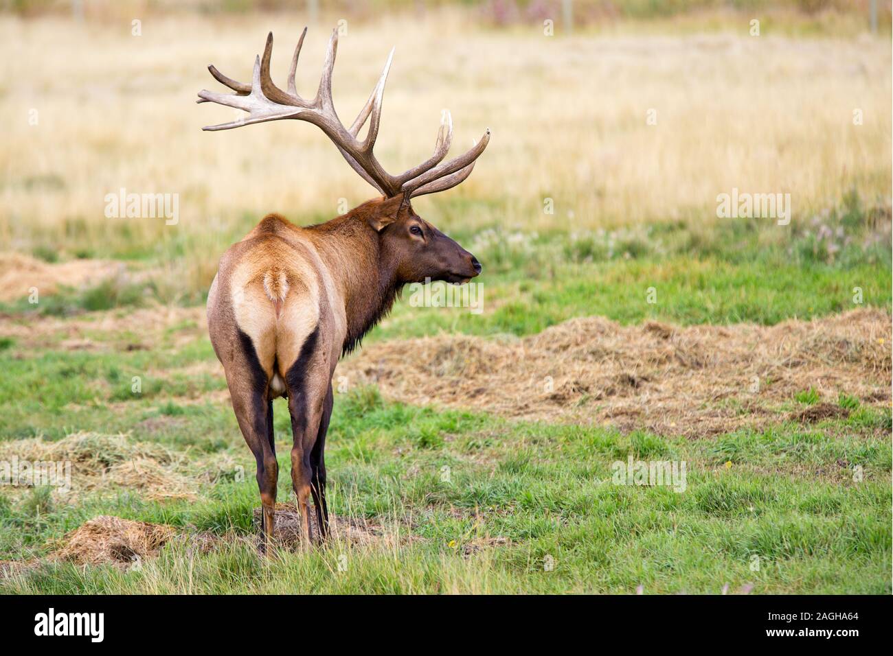 Adult Elk near Whitehorse, in the Yukon Territories, Canada Stock Photo ...