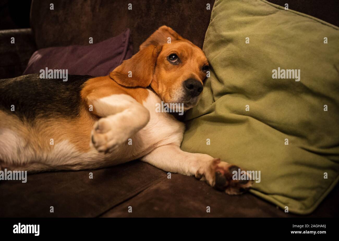Beagle dog lying on brown sofa, lazy day at home Stock Photo - Alamy
