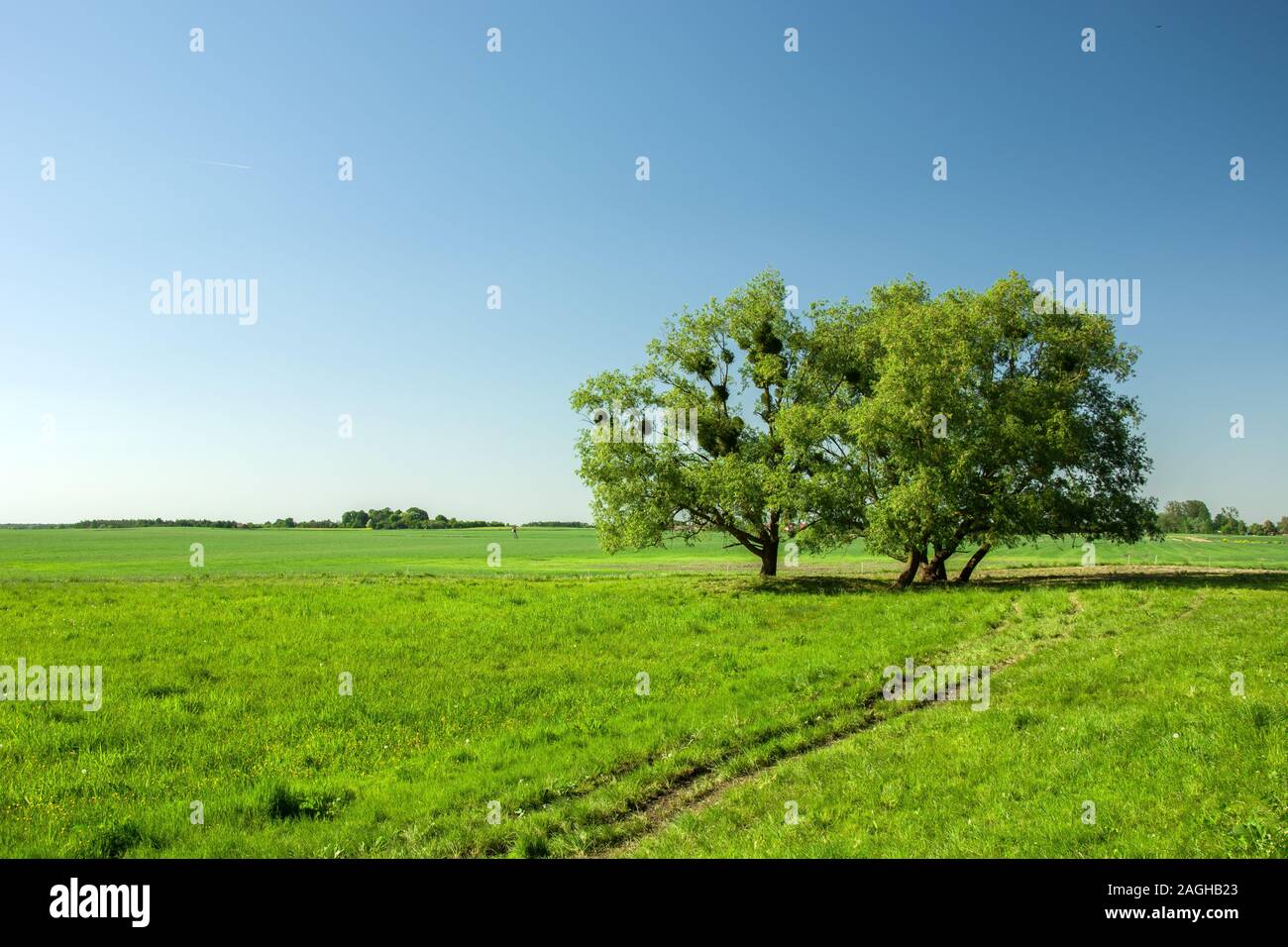 Big trees meadow hi-res stock photography and images - Alamy