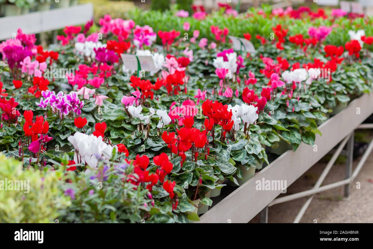 Cyclamen of white red and lilac color. The colorful cyclamen flowers ...