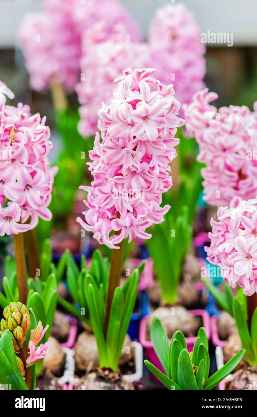 Hyacinthus bulbous asparagaceae hi-res stock photography and images - Alamy