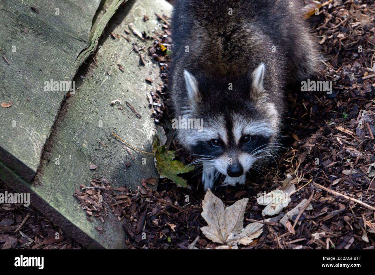 Grey racoon hi-res stock photography and images - Alamy