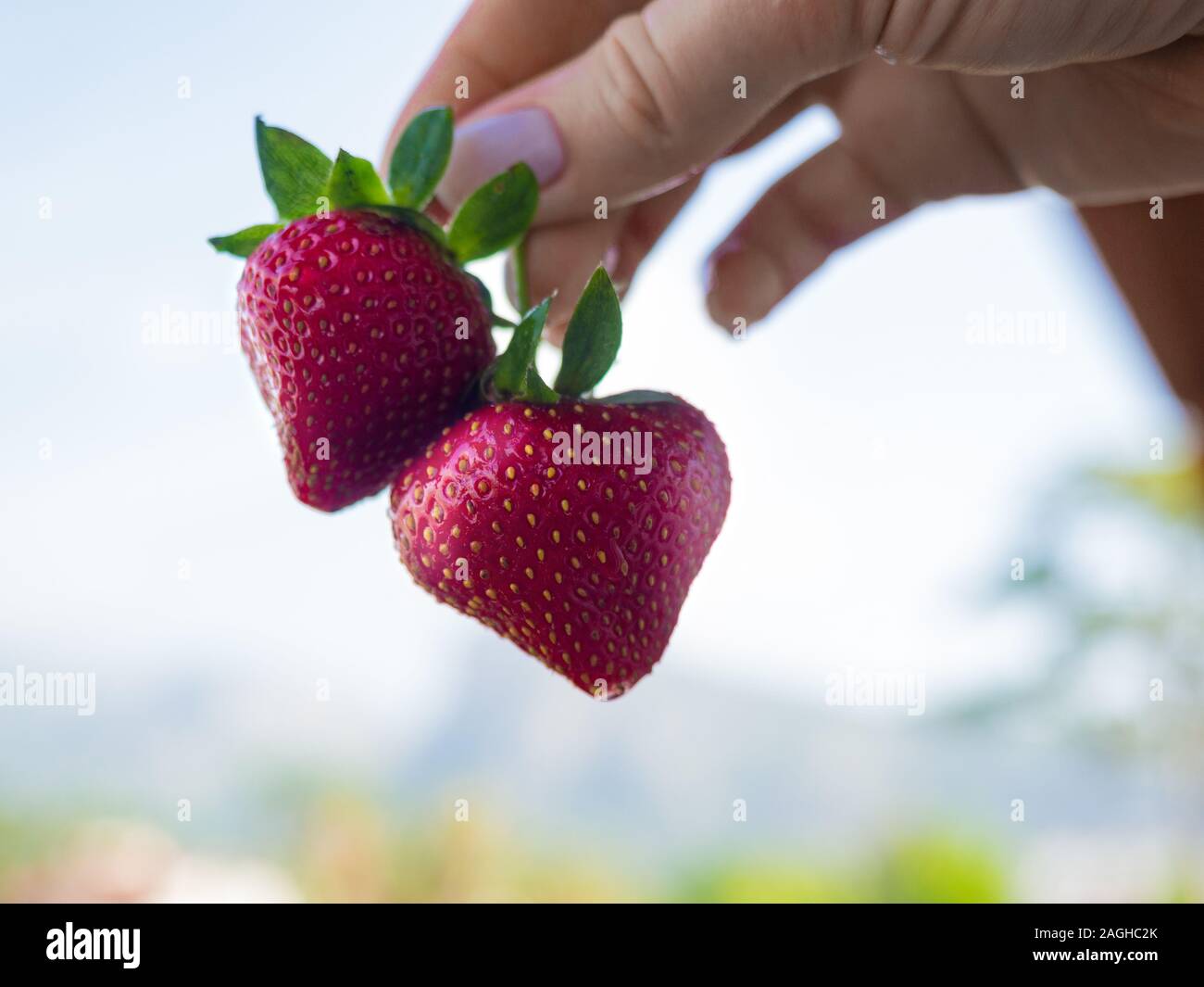 strawberry in the hands of a woman Stock Photo - Alamy