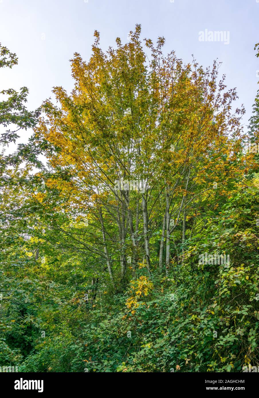 A view of thin trees with autumn colors Stock Photo - Alamy