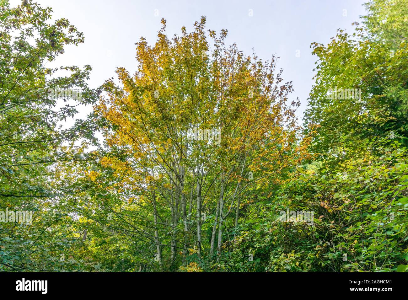 Thin tree hi-res stock photography and images - Alamy