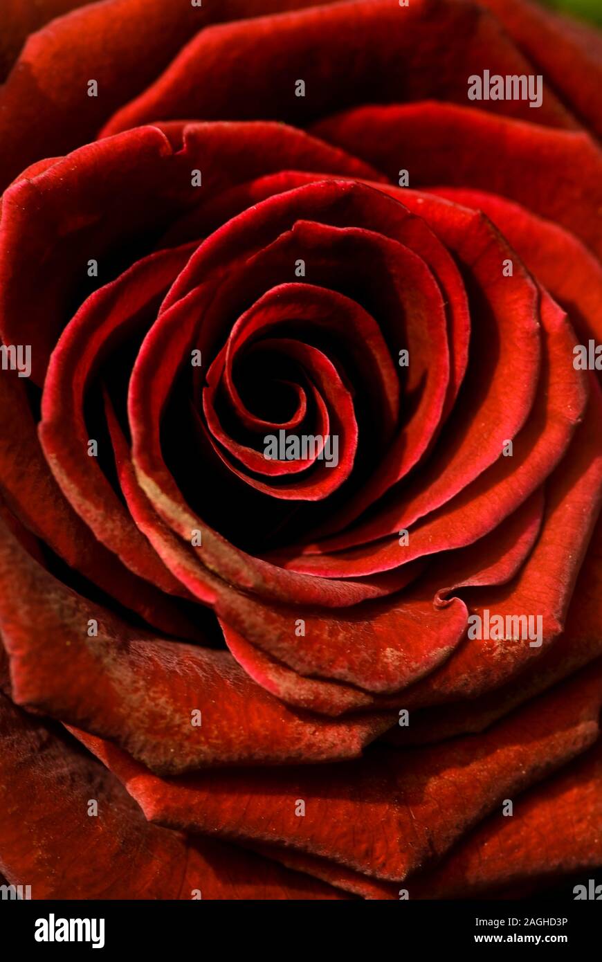 very first floor of a red rose Stock Photo - Alamy