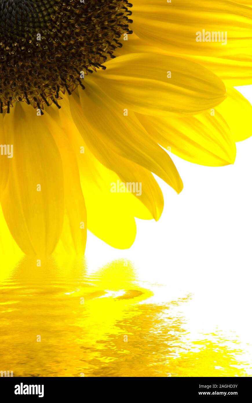 the foreground of a sunflower, reflection in the mirror of water Stock ...