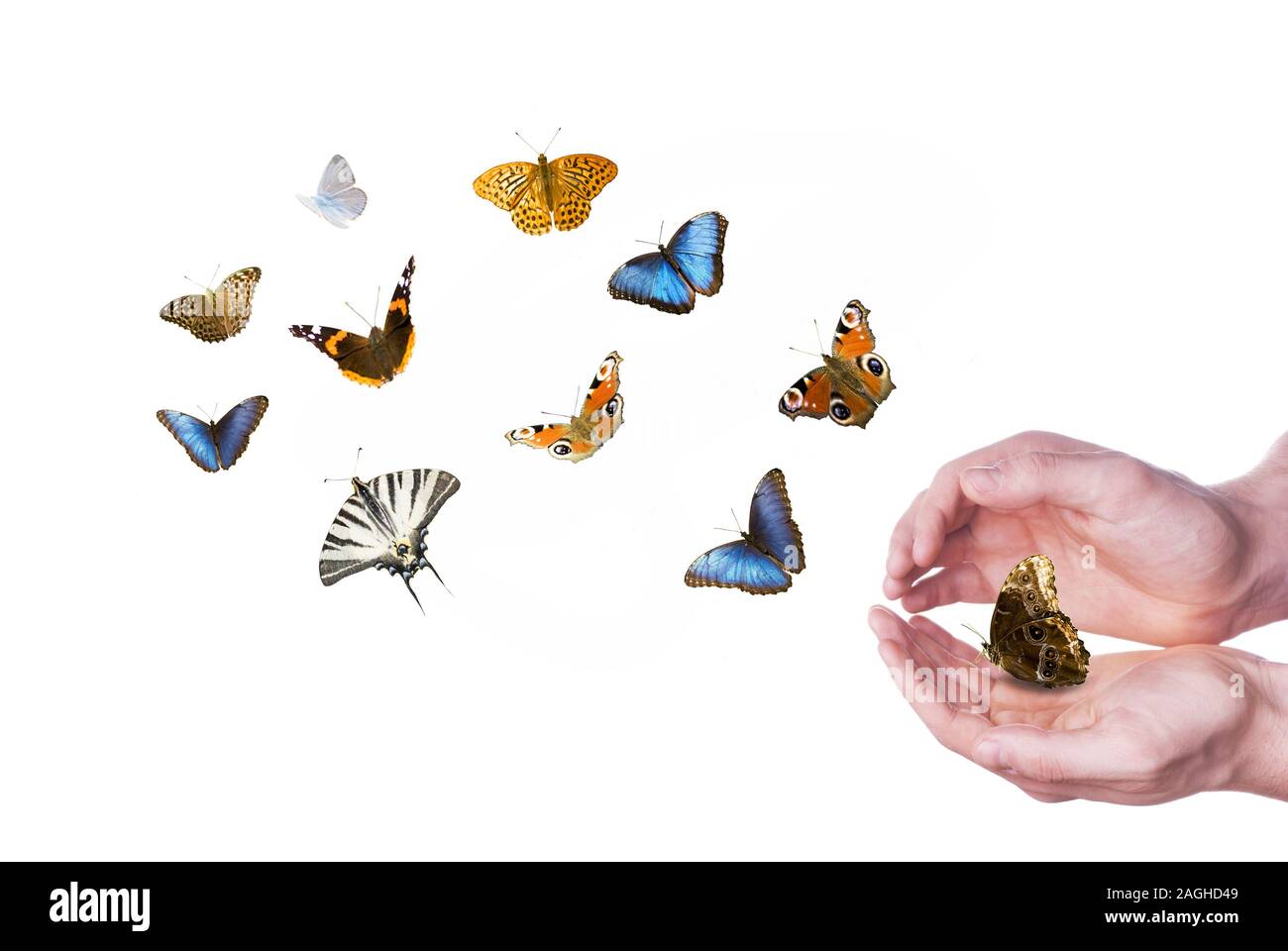 colorful butterflies of different colors and species in flight on the ...