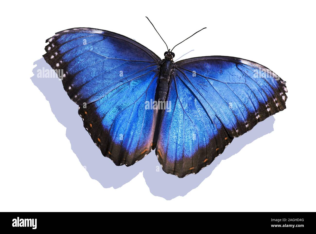 macro of a tropical butterfly, blue morpho, isolated from the white ...