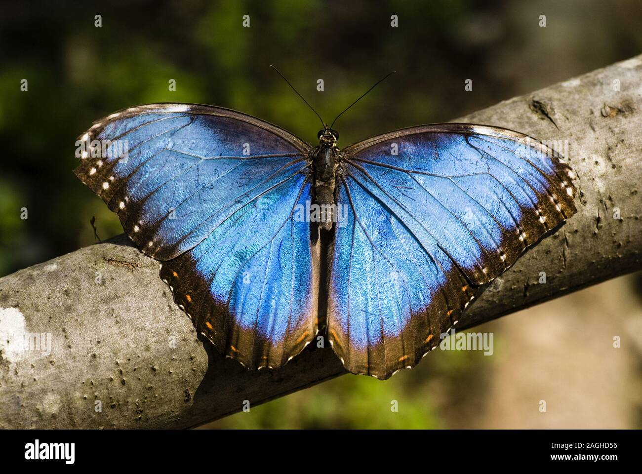 Butterfly blue morpho hi-res stock photography and images - Alamy