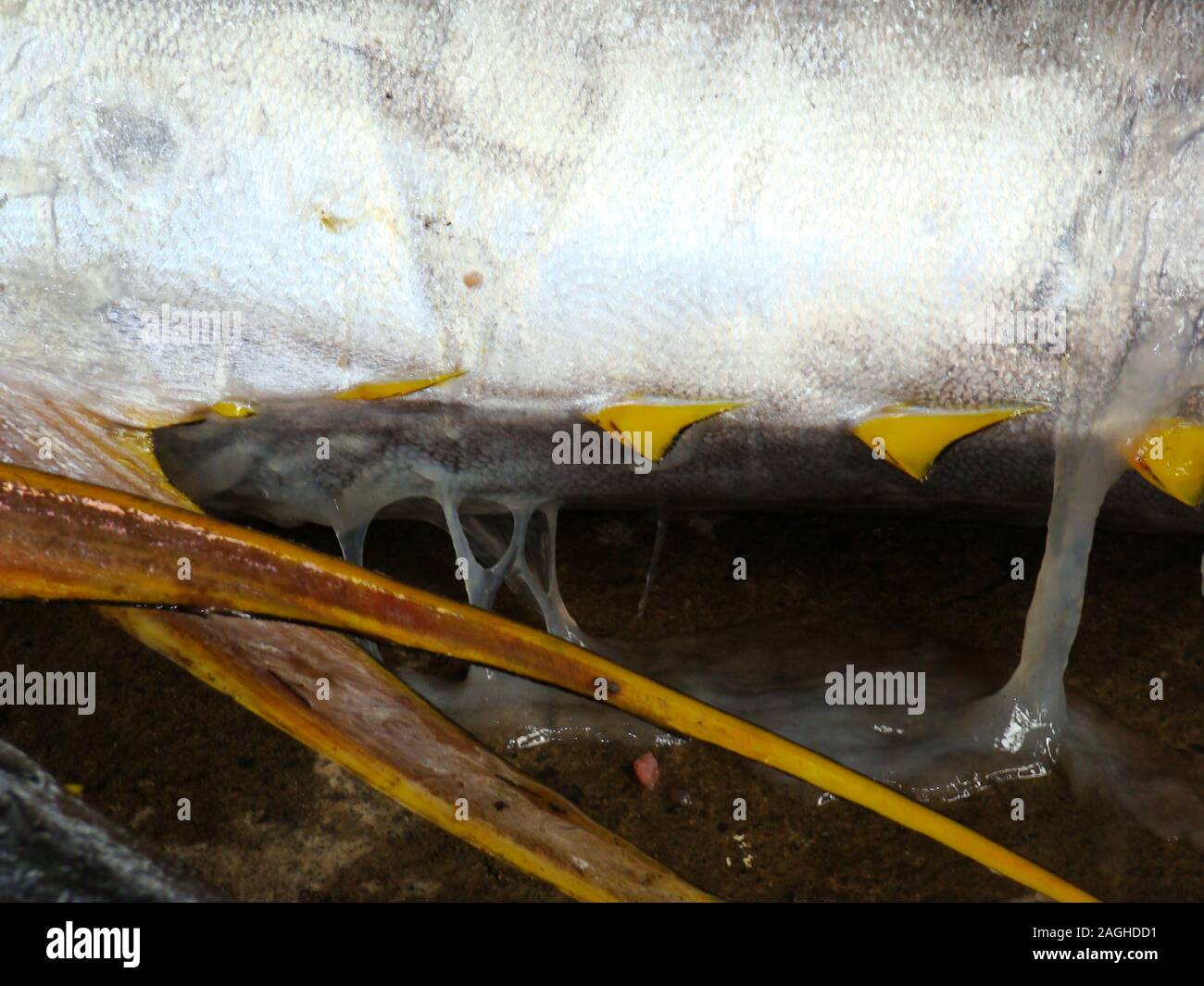 Cloudy eyes and skin oozing a bacterial mucus reveal Post-harvest ...