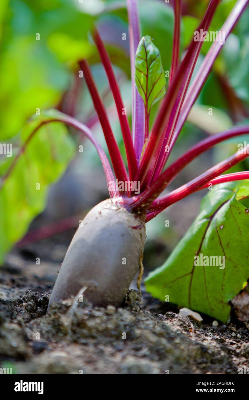 Beet root is growing Stock Photo - Alamy