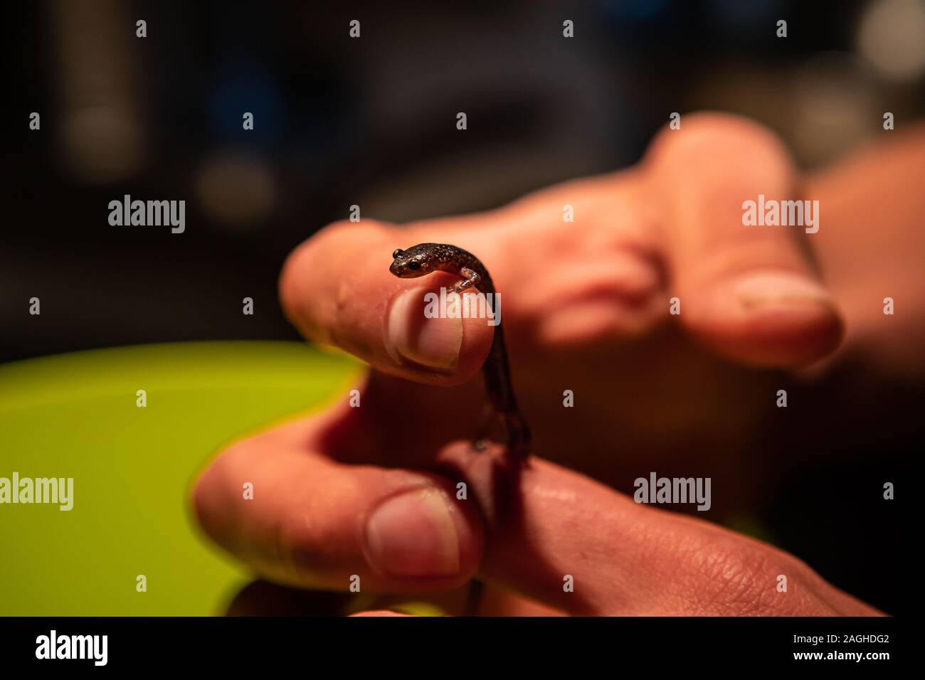 A new species of newt hi-res stock photography and images - Alamy