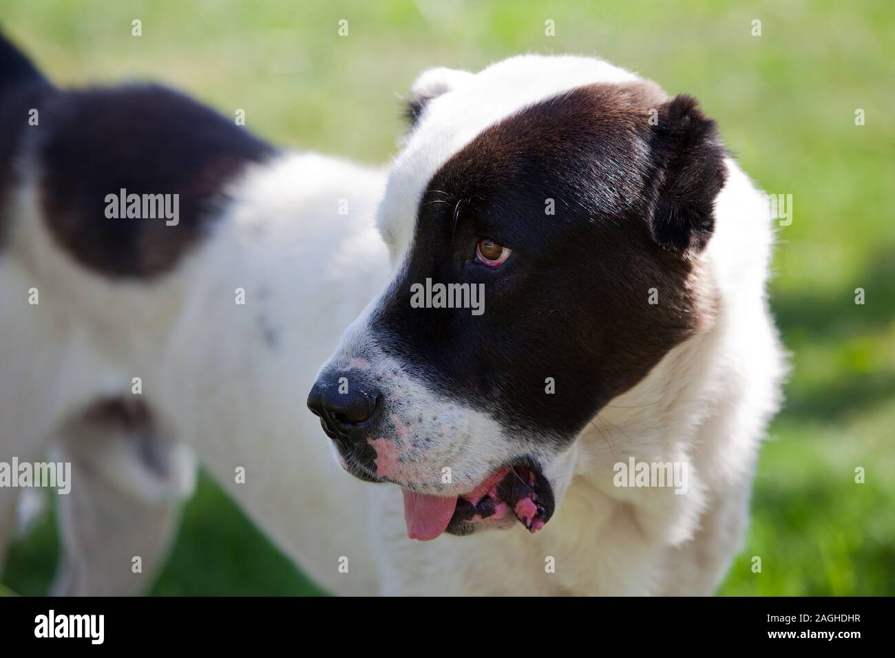 Alabai (shepherd) dog standing bright background Stock Photo - Alamy