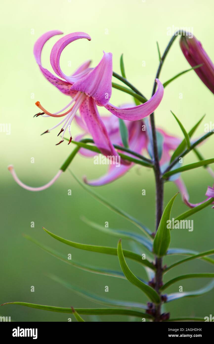 Lilly flower closeup Stock Photo - Alamy