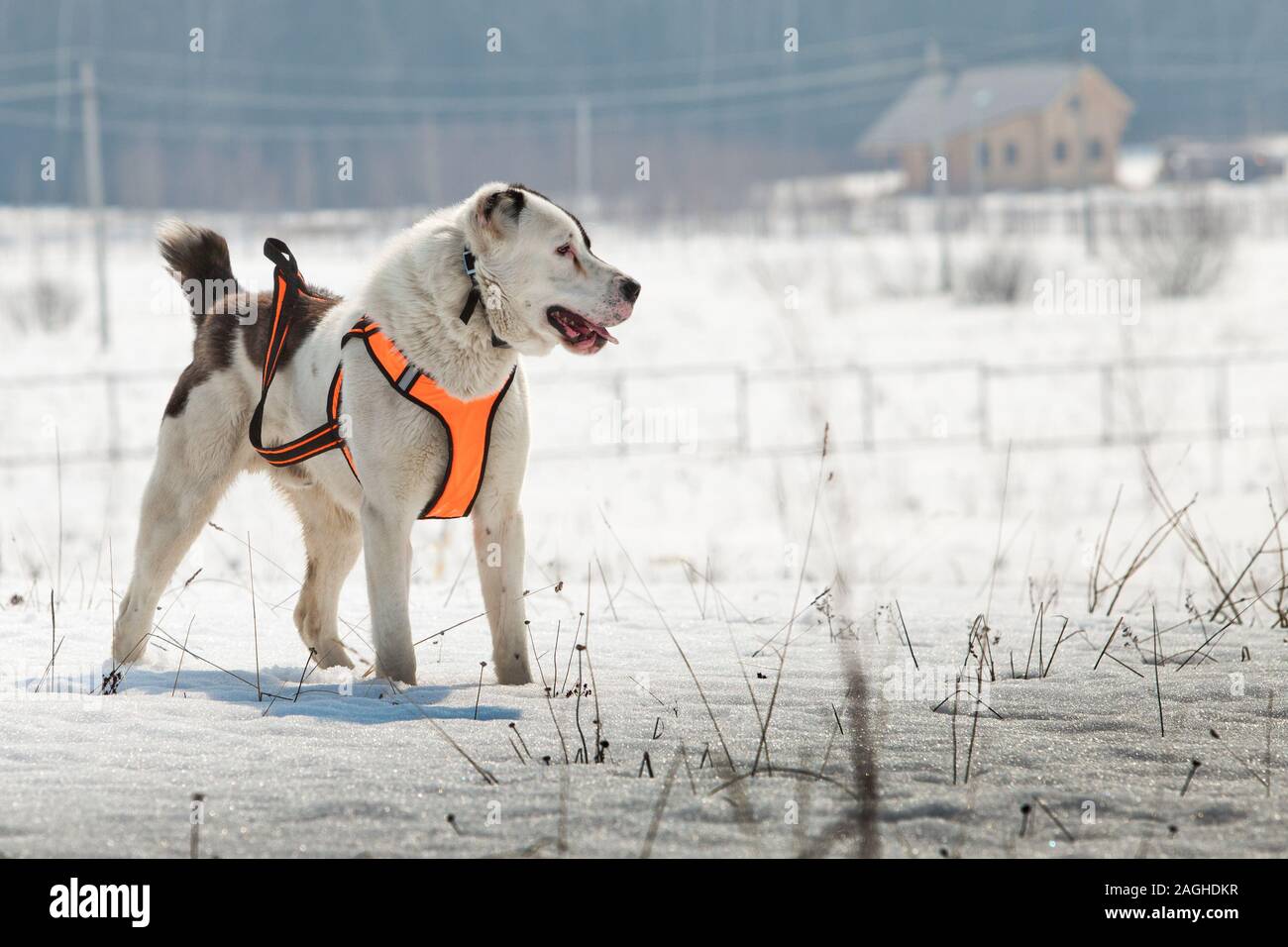 Alabai (shepherd) dog standing bright background Stock Photo - Alamy