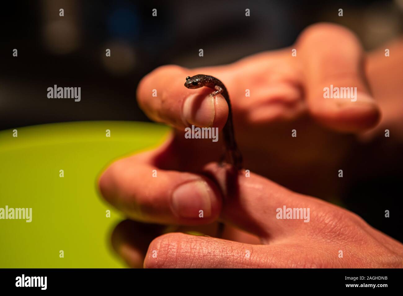 A close up view on the beady eyes of a juvenile eft newt in the hands ...