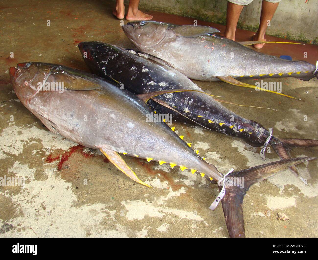 Cloudy eyes and skin oozing a bacterial mucus reveal Post-harvest ...