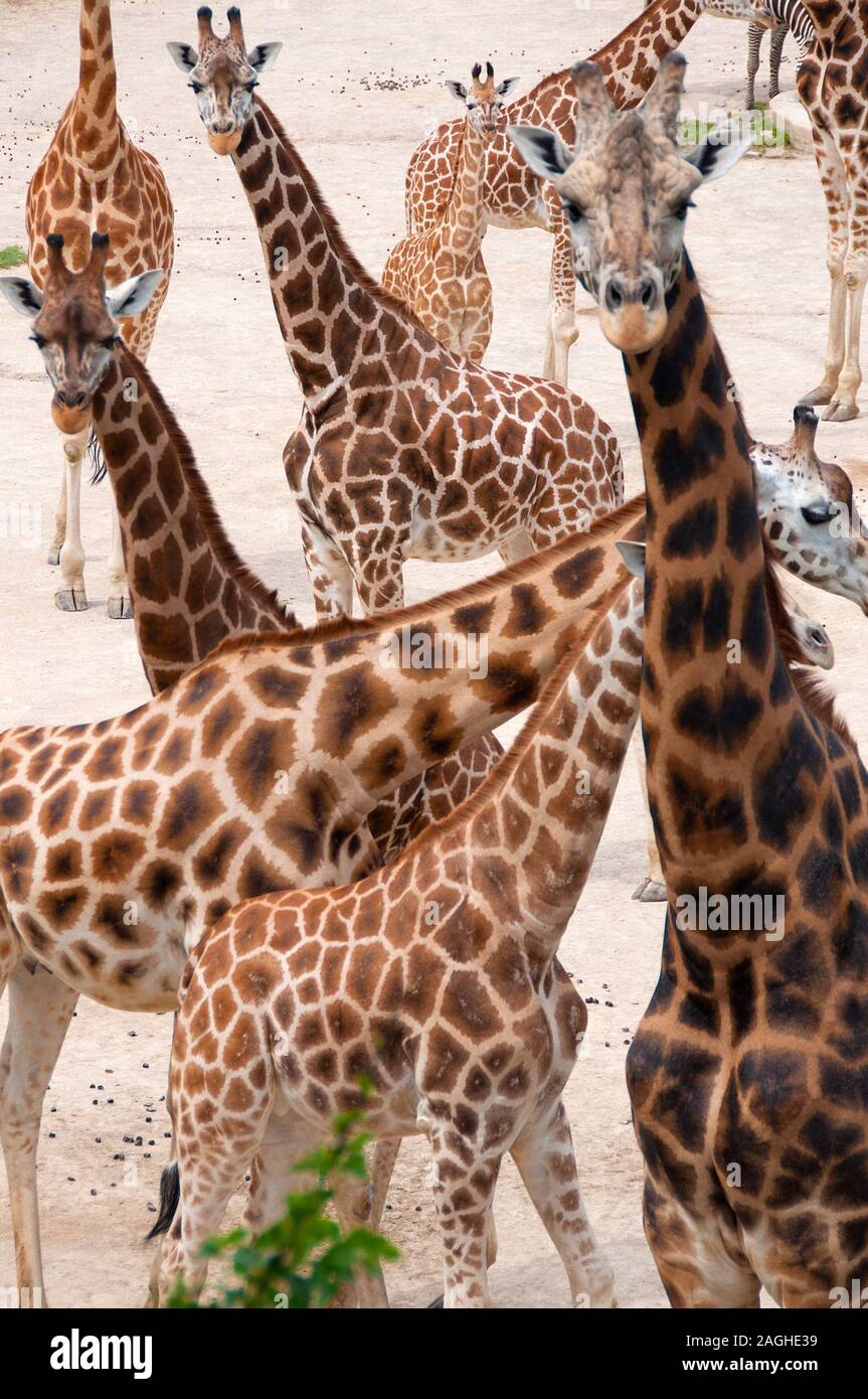 Giraffes uganda safari hi-res stock photography and images - Alamy