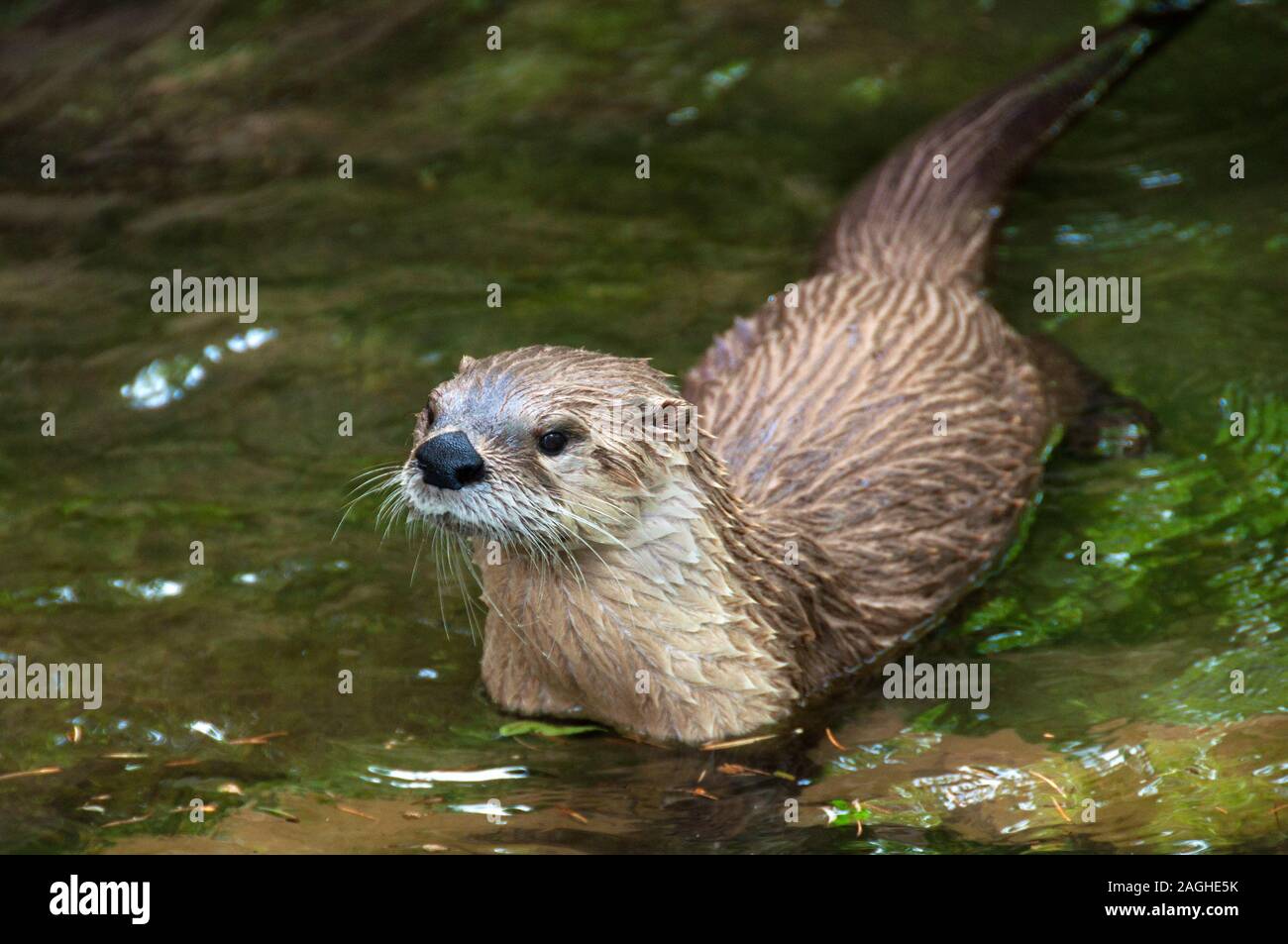 Asian small clawed otter play hi-res stock photography and images - Alamy