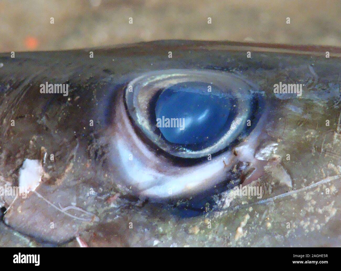 Cloudy eyes and skin oozing a bacterial mucus reveal Post-harvest ...