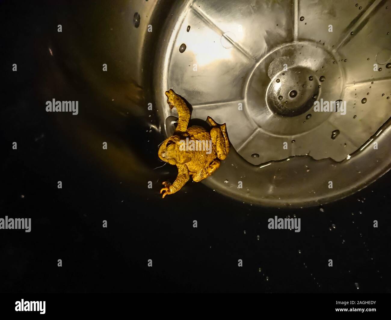 Frog in black bucket intended for saving frogs by the road Stock Photo ...