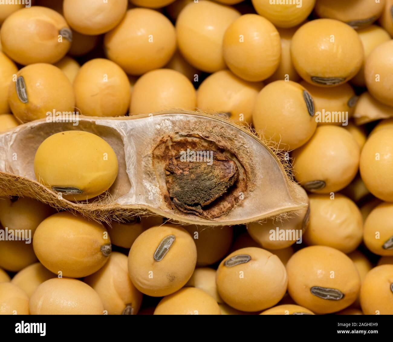 Shrunken hi-res stock photography and images - Alamy