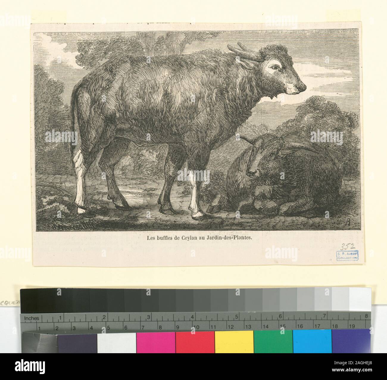 Charles francois felix hi-res stock photography and images - Alamy