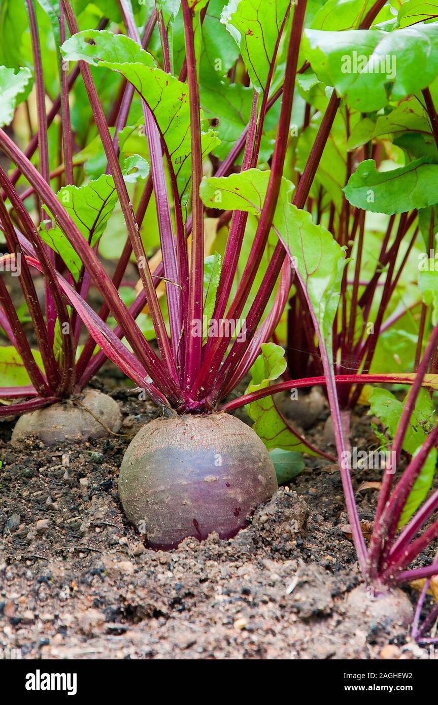 Beet root is growing Stock Photo - Alamy