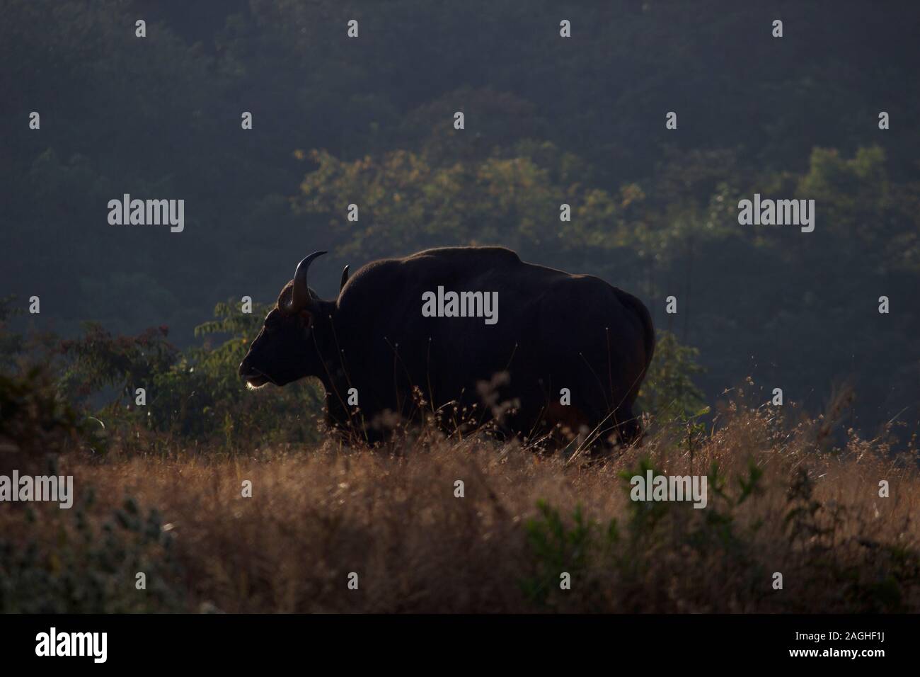 Wild Bison walking in the forest in western ghats Wildlife sanctuary ...