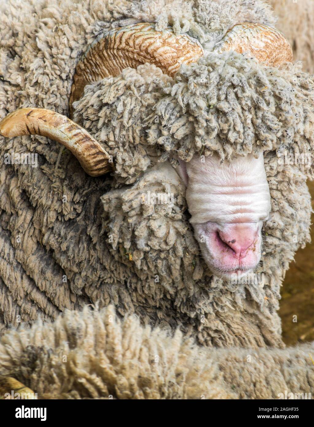 Big ram wool breed Stock Photo - Alamy