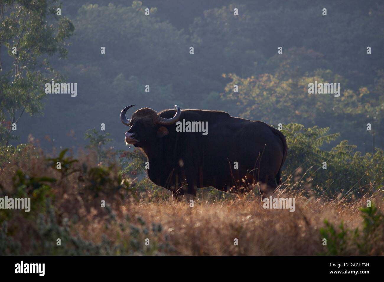 Wild Bison walking in the forest in western ghats Wildlife sanctuary ...