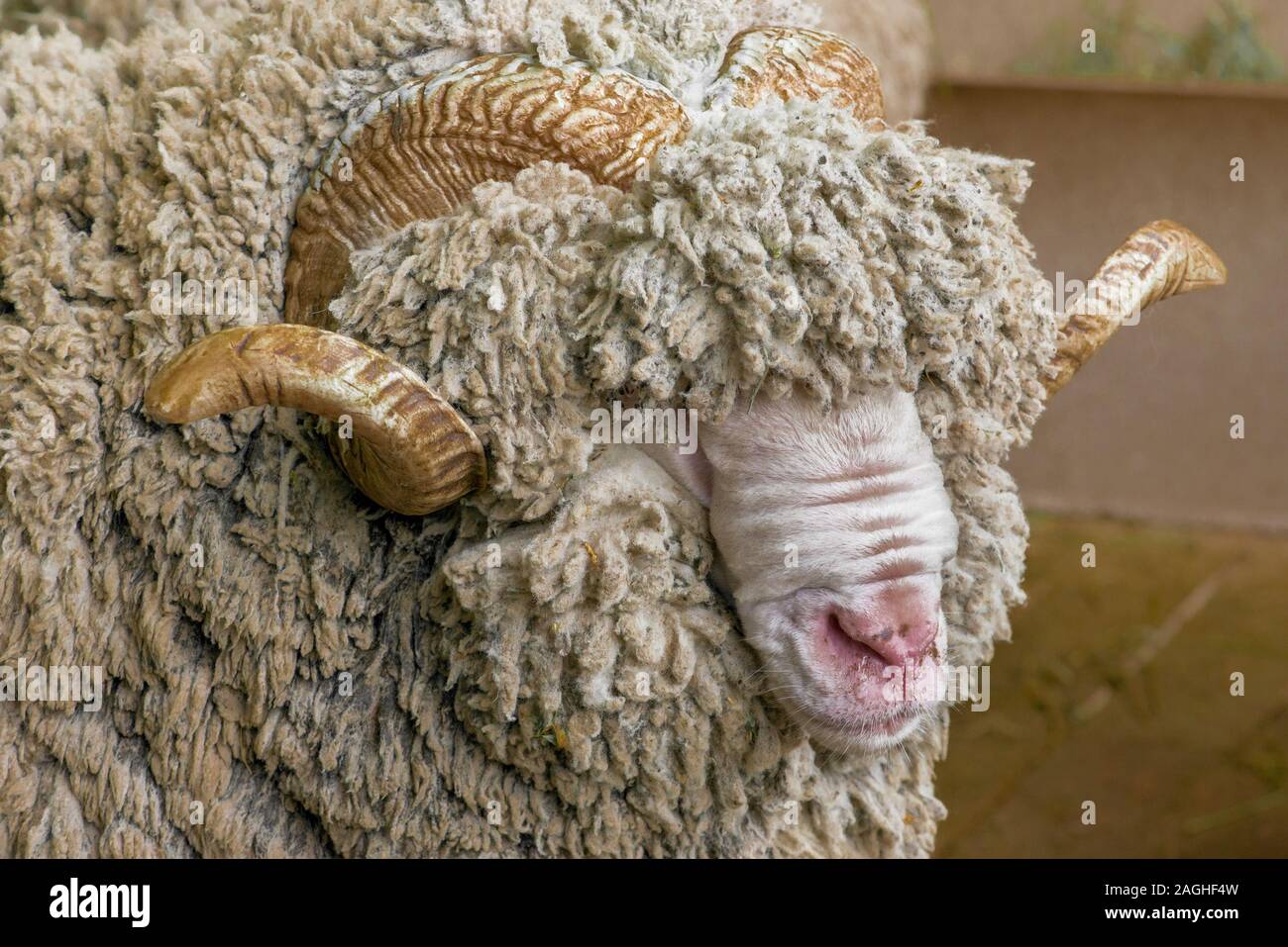 Big ram wool breed Stock Photo - Alamy