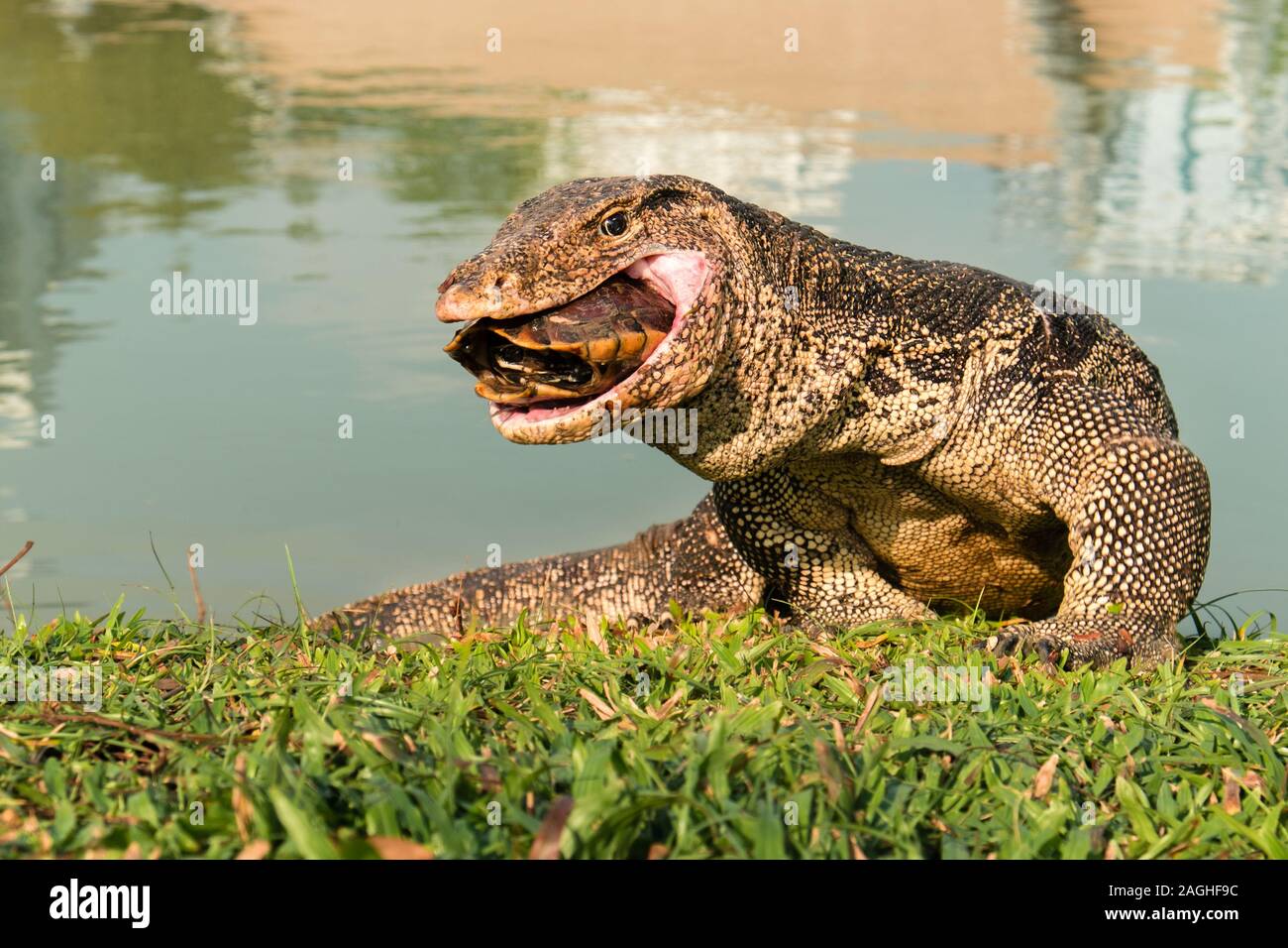 Portrait angry dragon hi-res stock photography and images - Alamy
