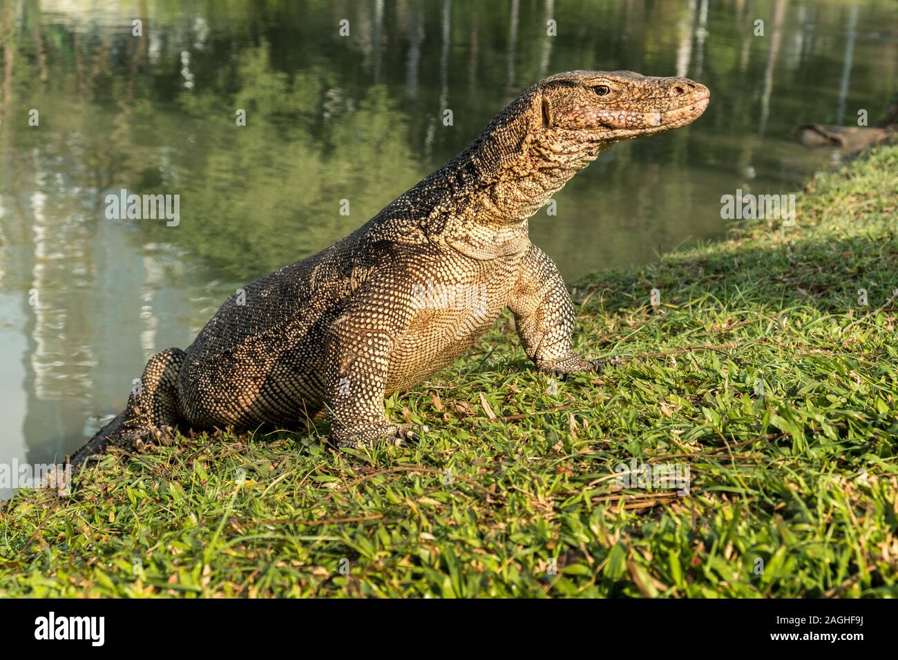Big Thai dragon lizard on the grass Stock Photo - Alamy