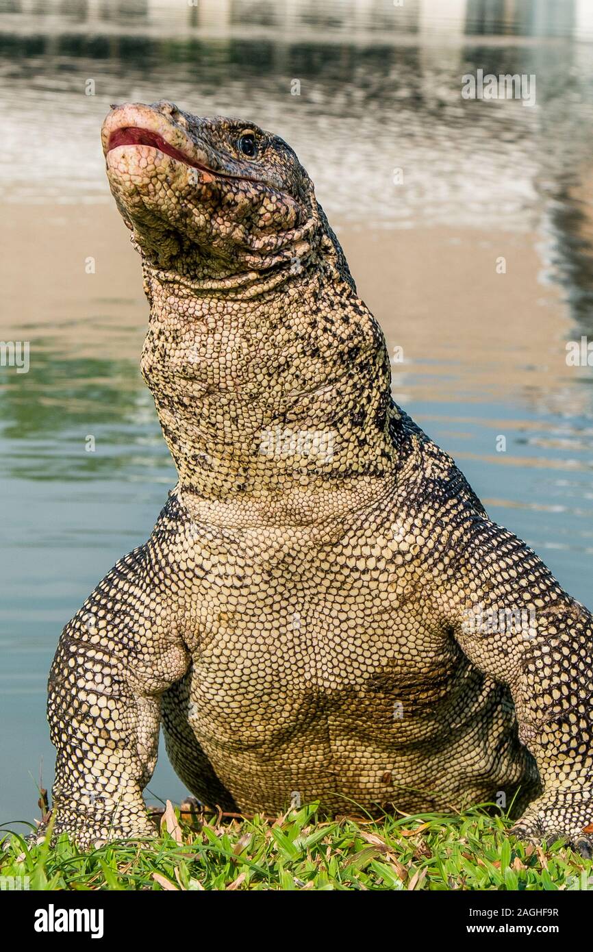 Big Thai dragon lizard on the grass Stock Photo - Alamy