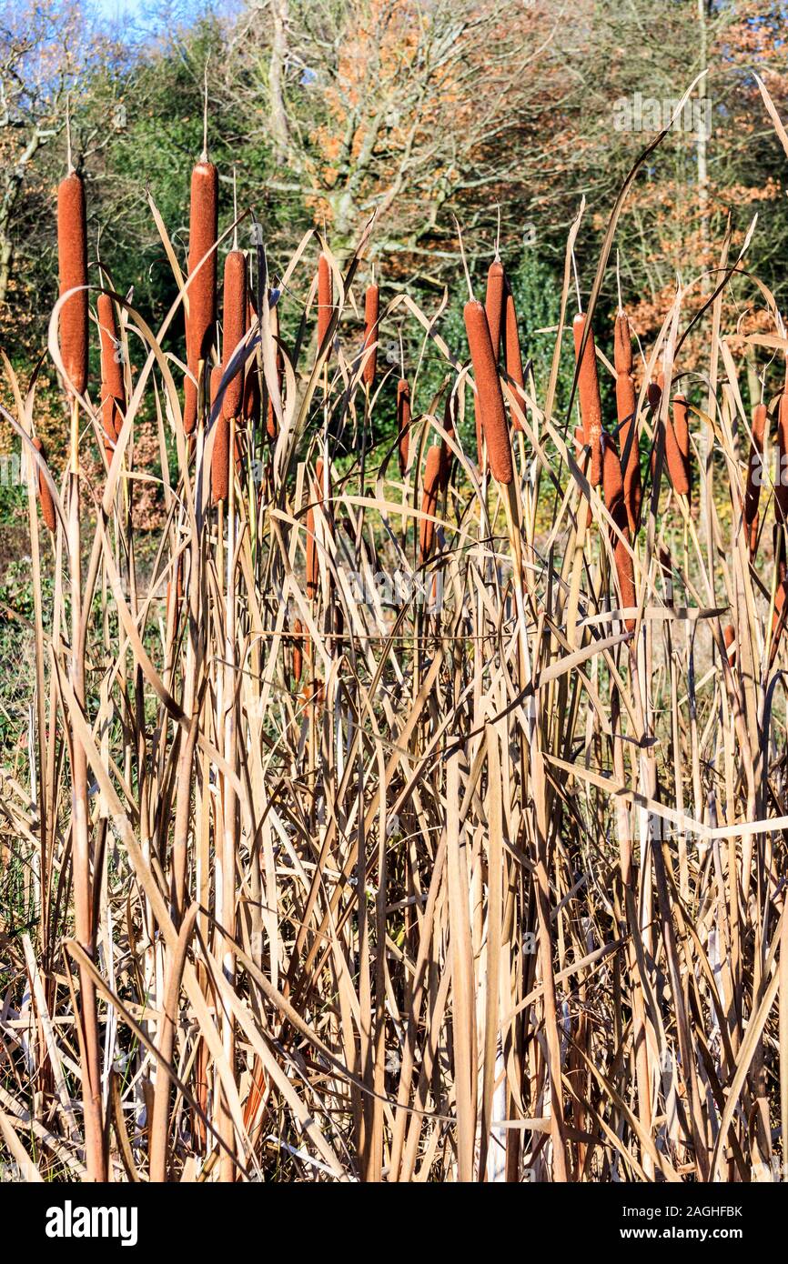Bulrushes with ripe seed heads in a rural wetland catching golden late ...