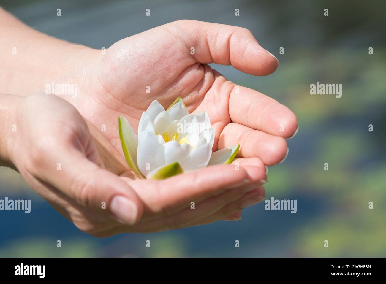 Hand holding lotus flower hi-res stock photography and images - Alamy