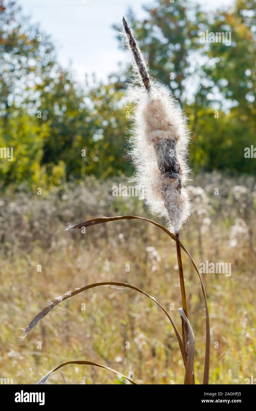 Leaves of common reed hi-res stock photography and images - Alamy